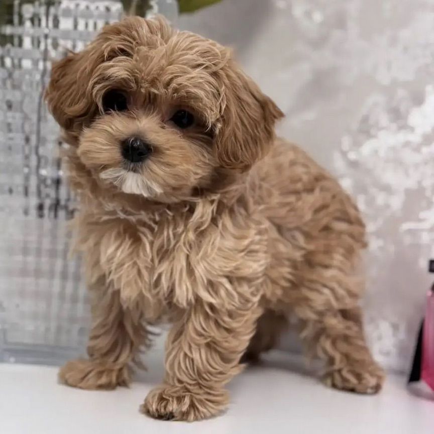 Мальтипу, щенок