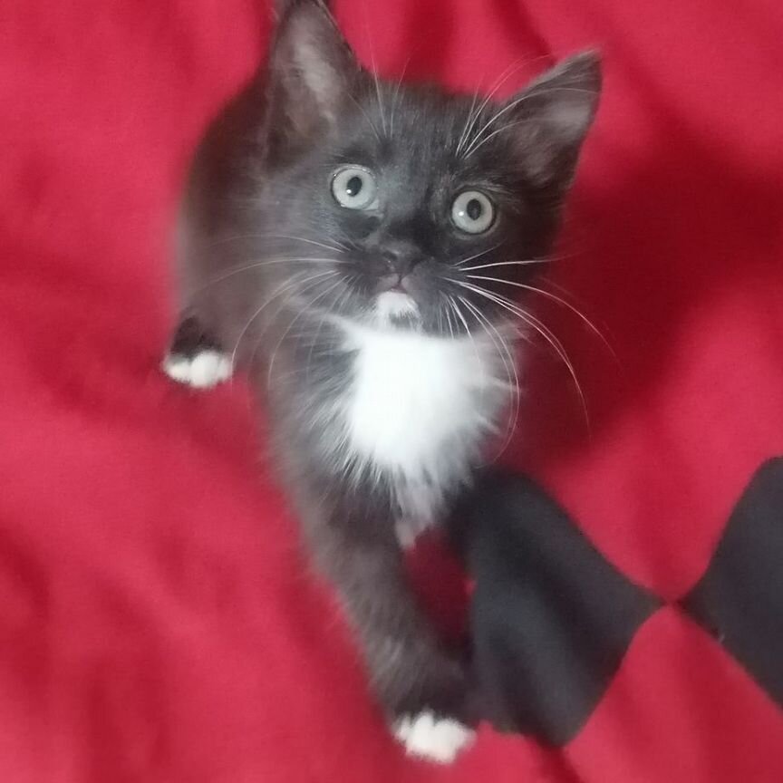 Котёнок в добрые руки