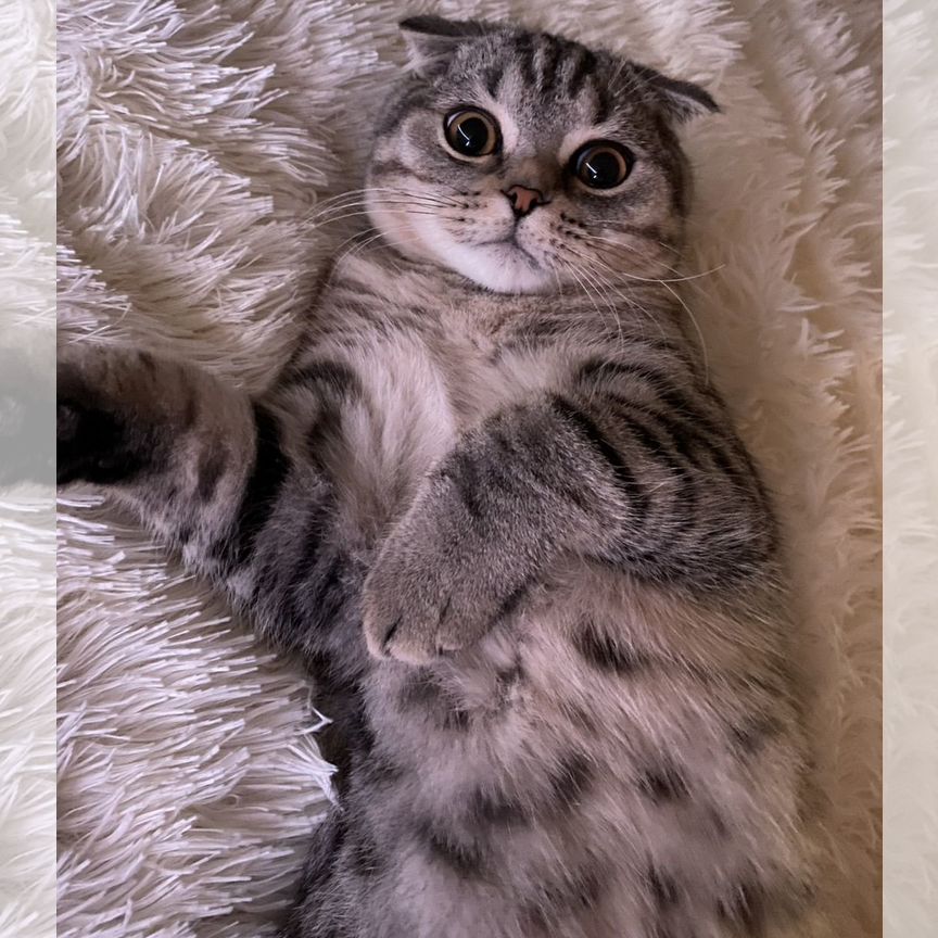 Кот шотландский вислоухий
