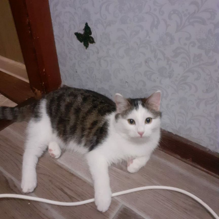 Котик