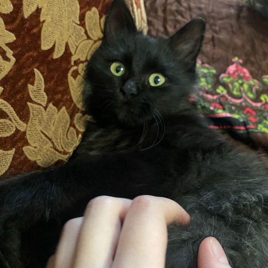Котенок чисто черный