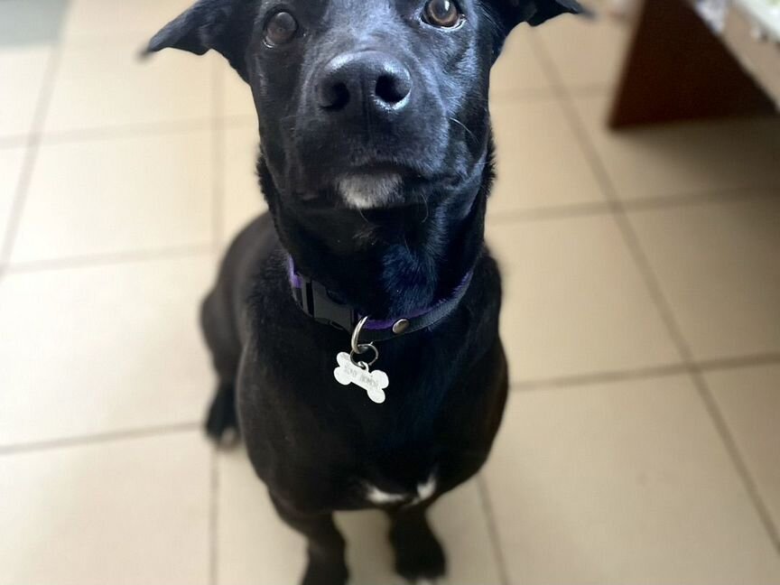 Маленькая собака