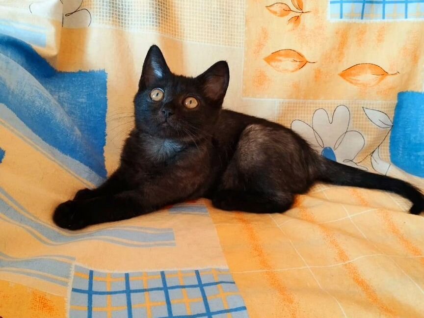 Котик мальчик 2 месяца