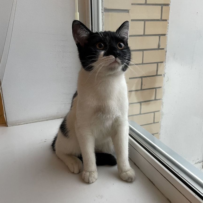 Шурик ищет дом