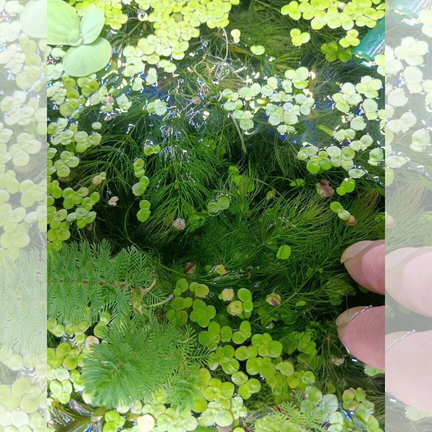 Аквариумные растения