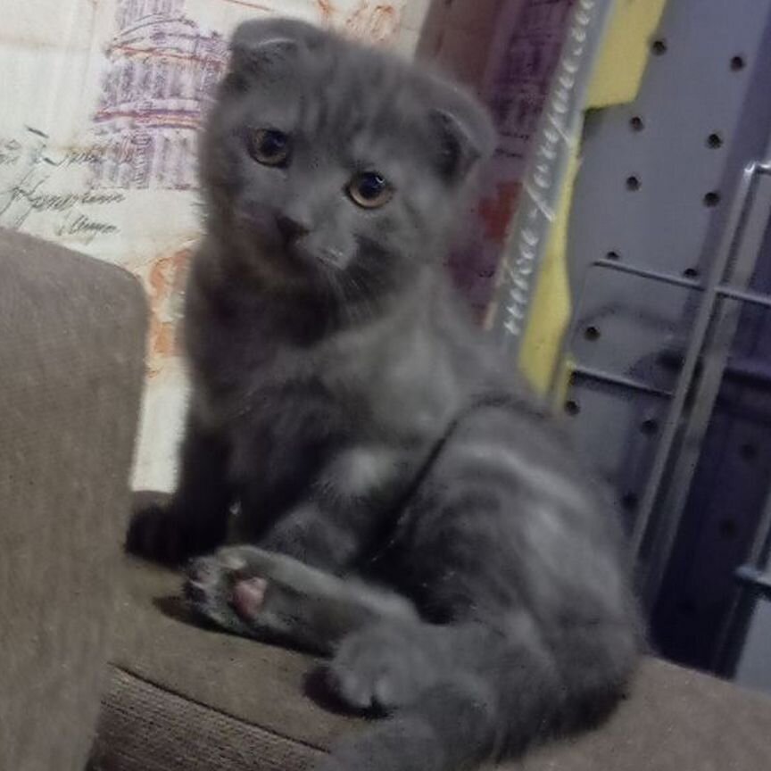 Отдам в добрые руки вислоухого котенка