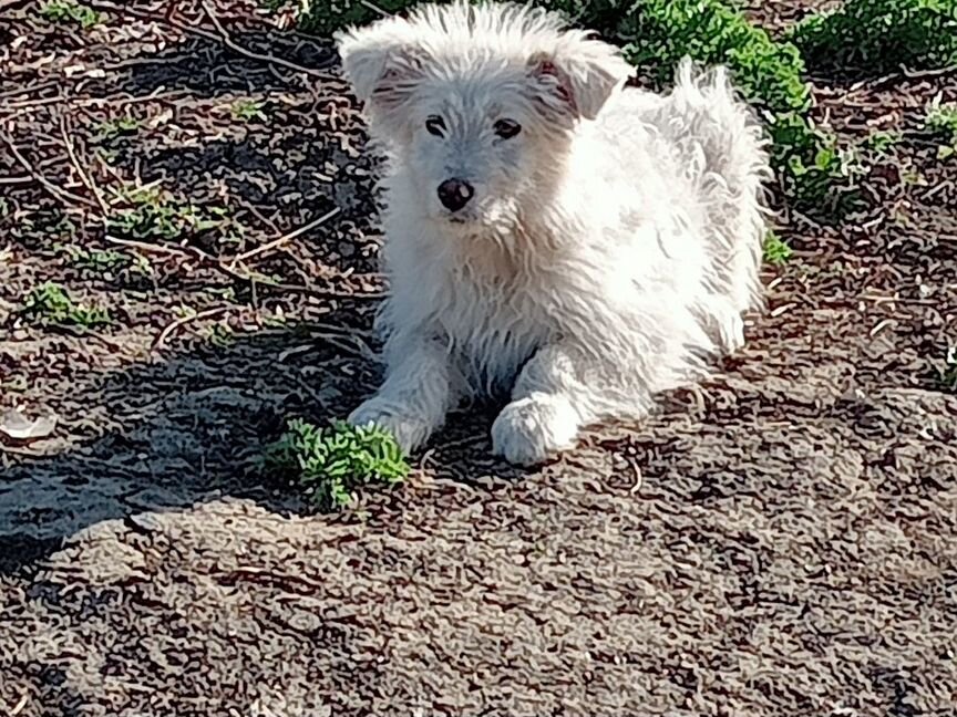 Продам Собаку Венгерского кобеля