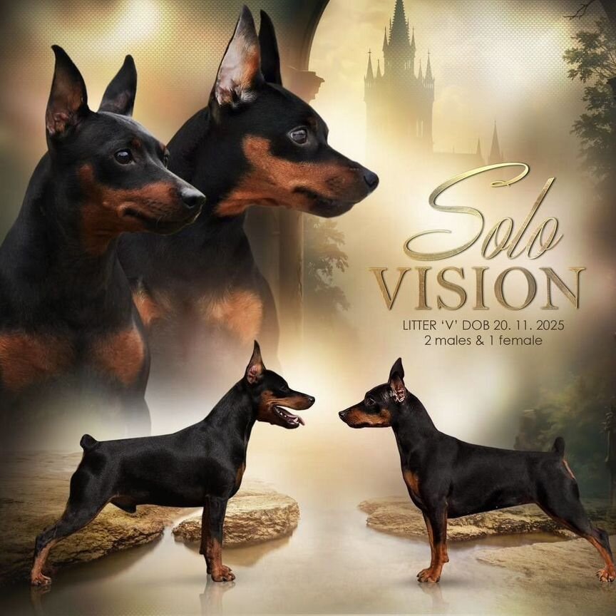 Цвергпинчер, щенок