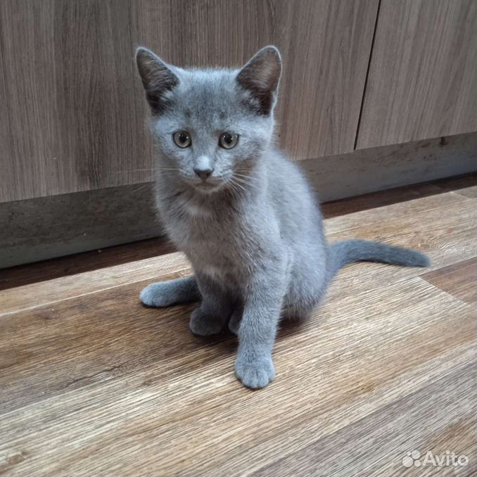 Котята в добрые руки бесплатно кошечечки и котик