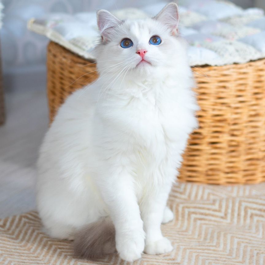 Мальчик рэгдолл