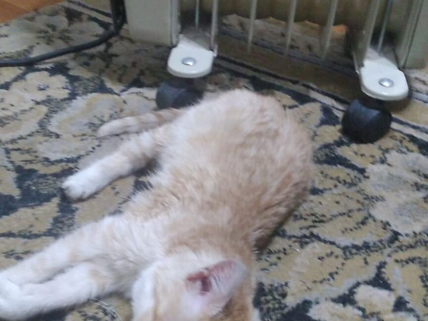 Рыжий котенок в добрые руки