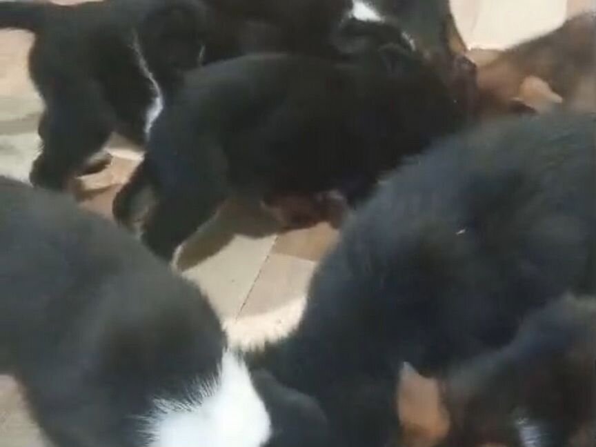 Шеночки 2 месяца; мама овчарка; папа-метис