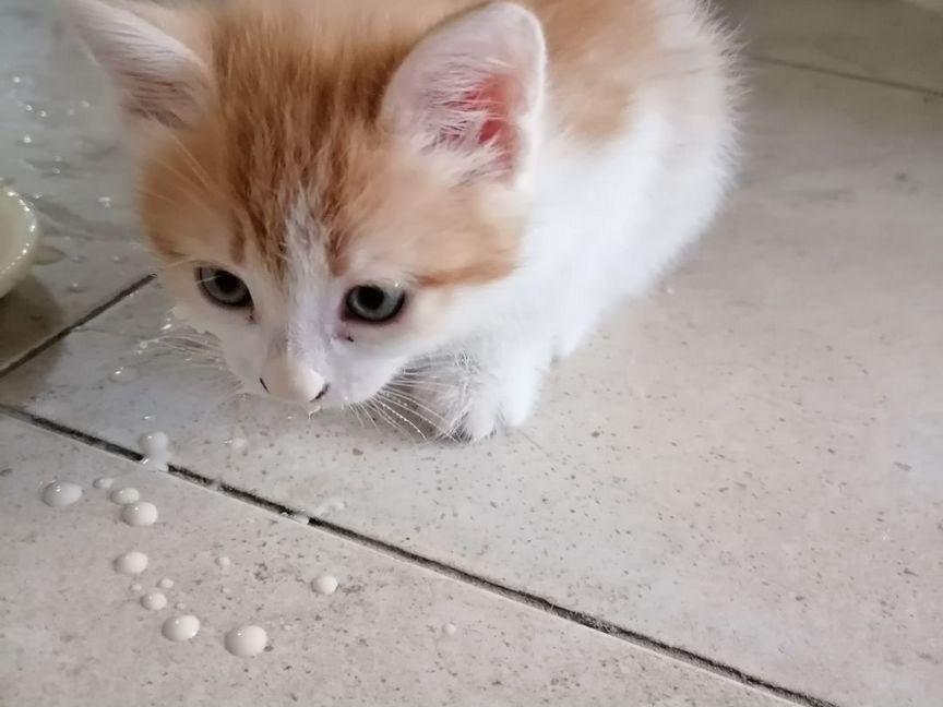 Котята от 08 марта