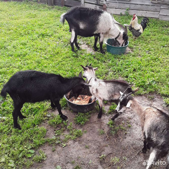 Козел на вязку