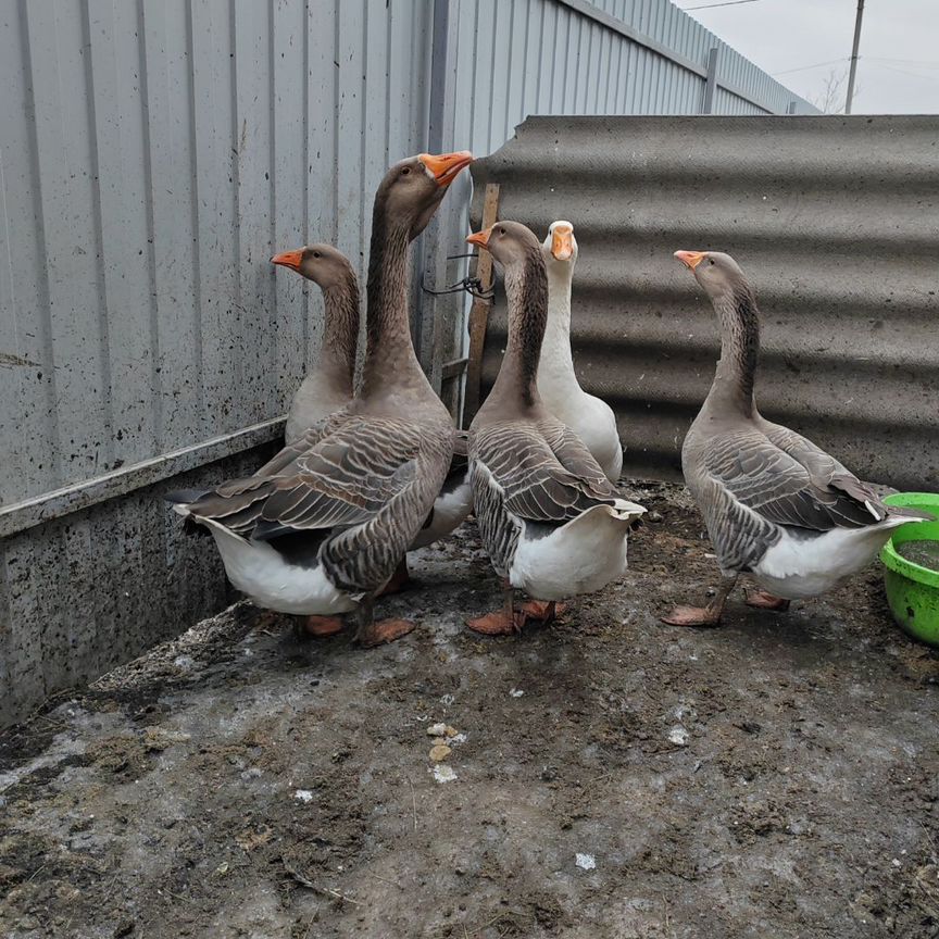 Семья гусей