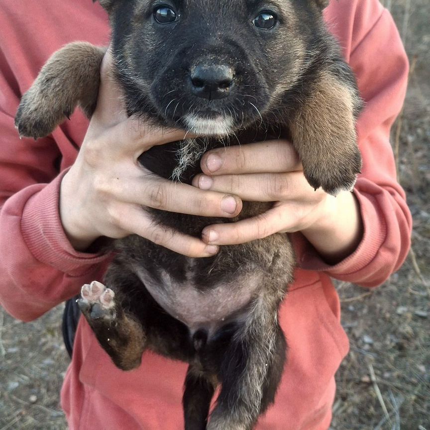 Щенки в добрые руки