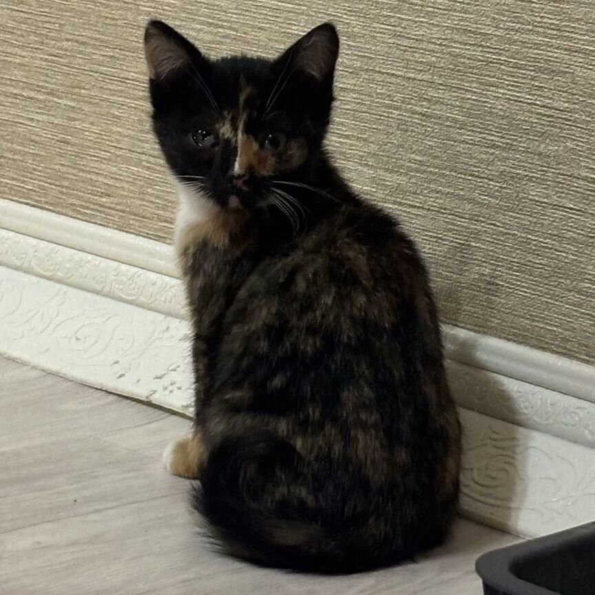 Котёнок в добрые руки