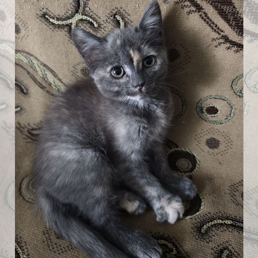 Британский короткошёрстный котёнок