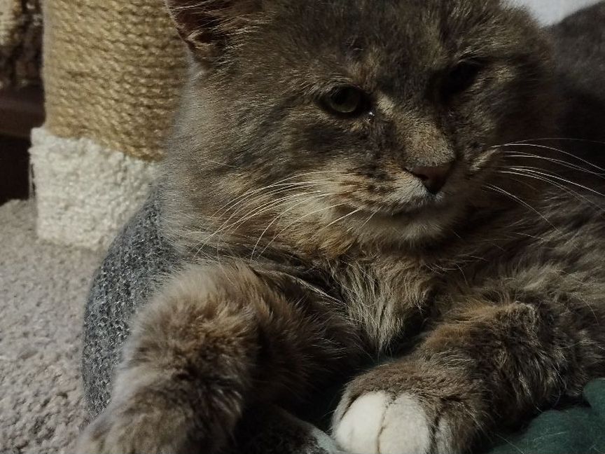Кот Борис ищет дом
