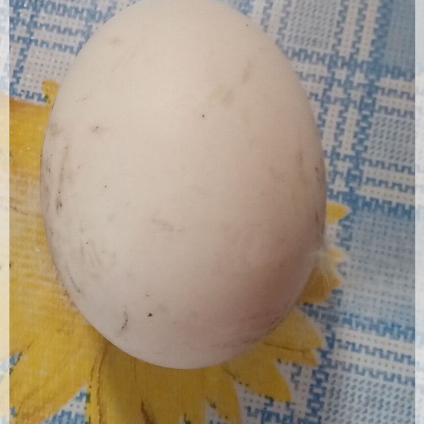 Инкубационное яйцо утки Агидель