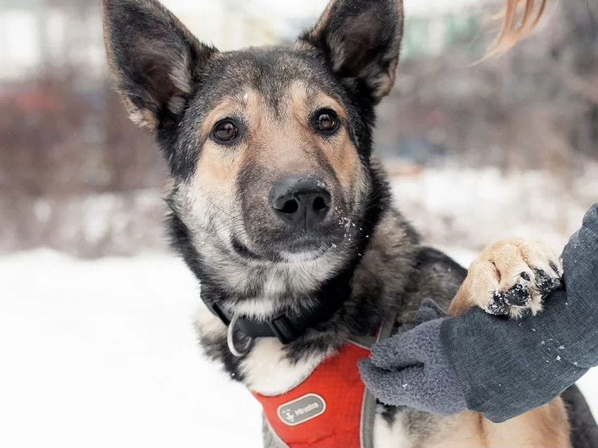 Собака в добрые руки