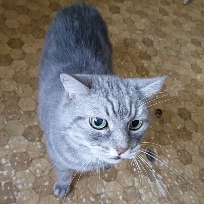 Котик остался один