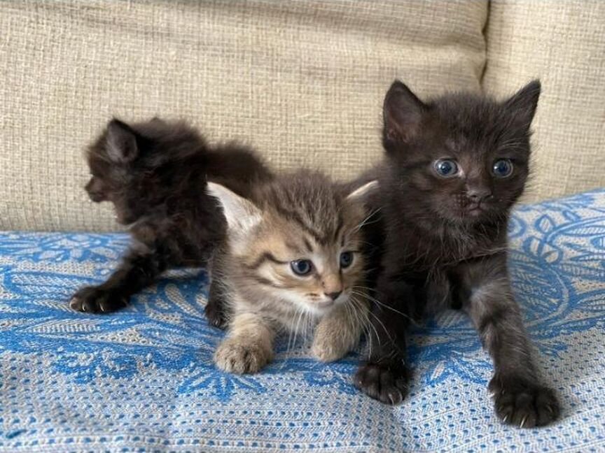 Котята в добрые руки бесплатно