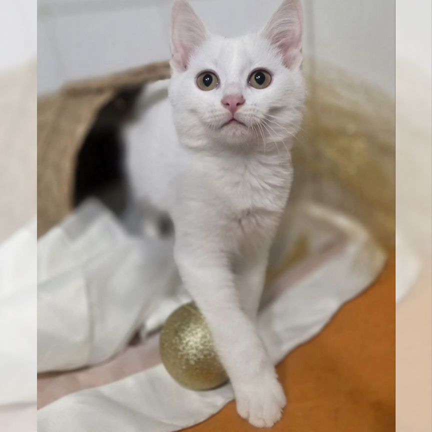 Котёнок в добрые руки