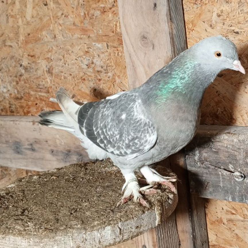 Голуби турецкие такла