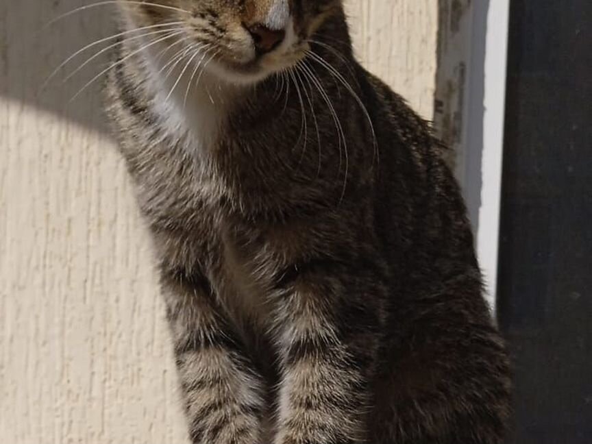 Котик дворянской породы в добрые руки