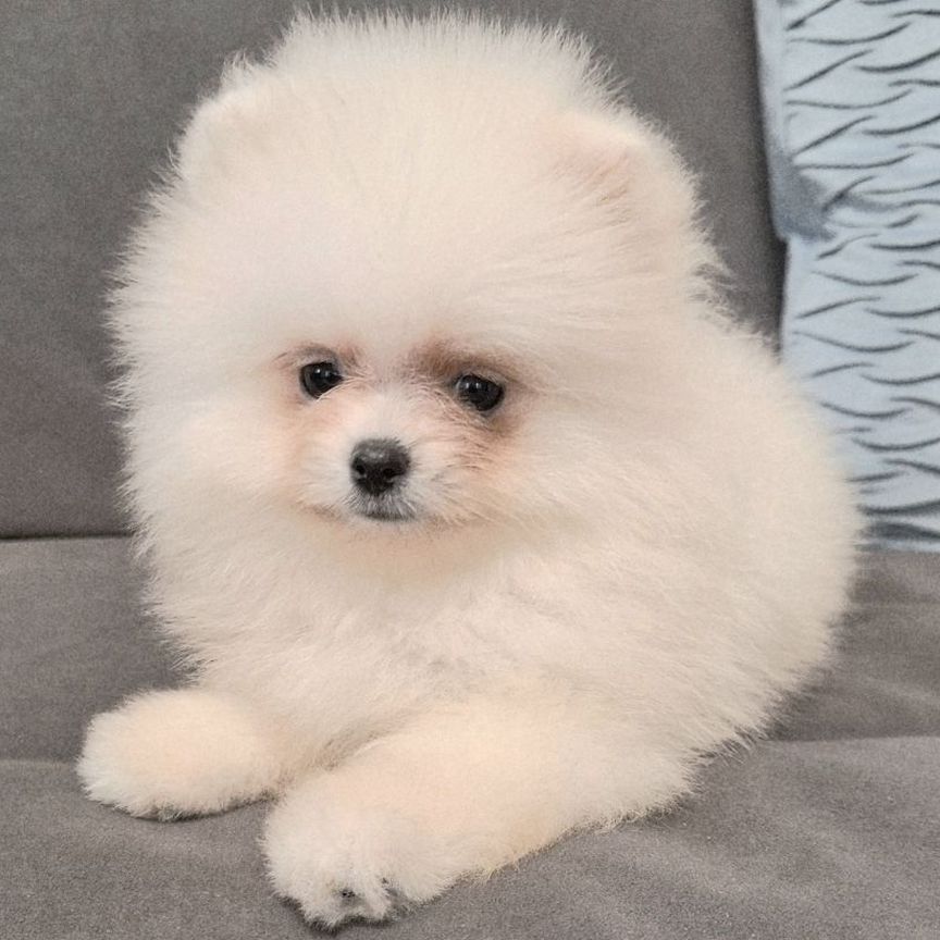 Померанский шпиц, щенок