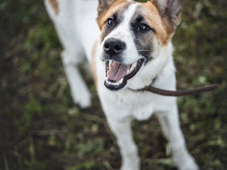 Якутская собака в добрые руки