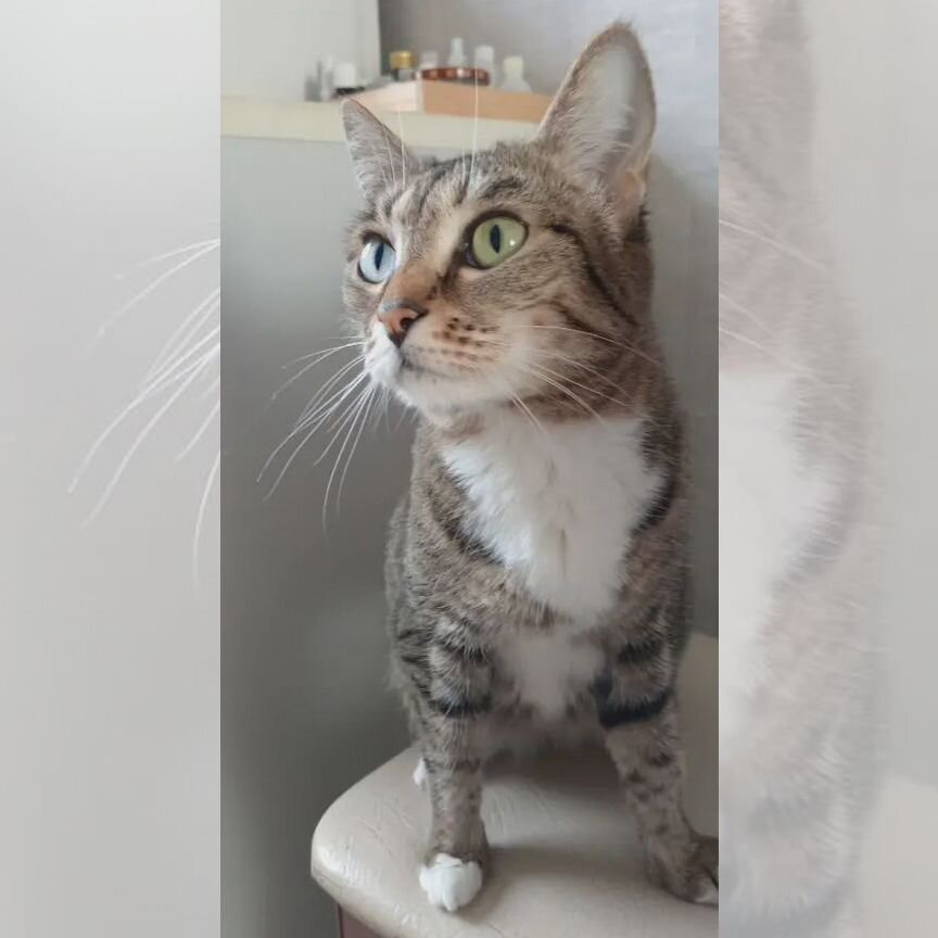 Взрослая, кошка в добрые руки