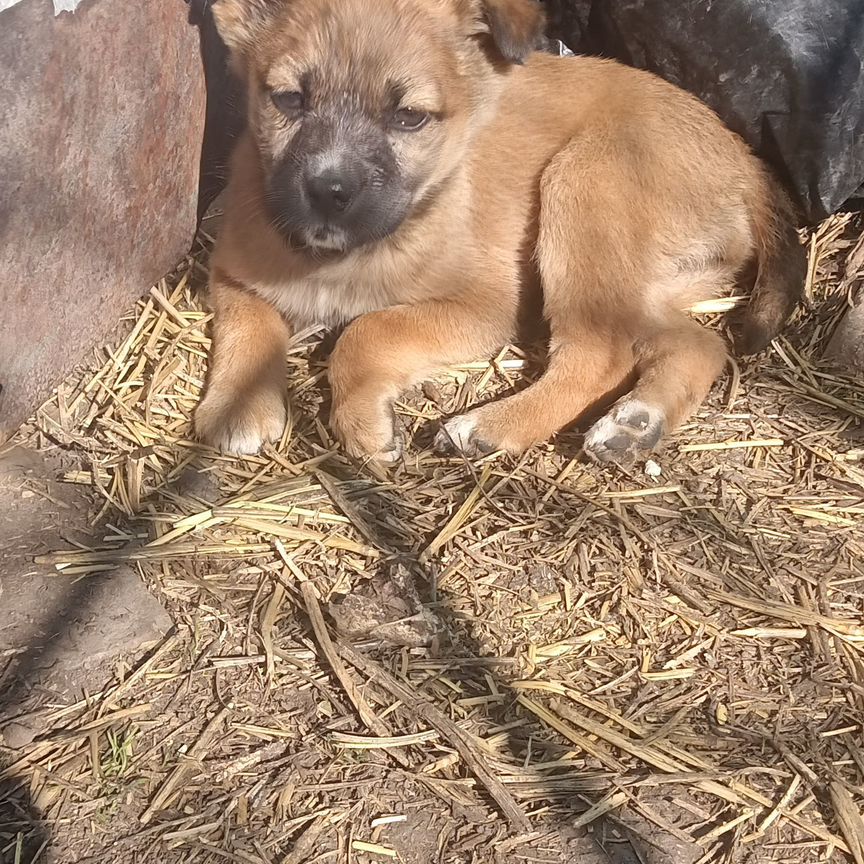 Щенки,дворняги