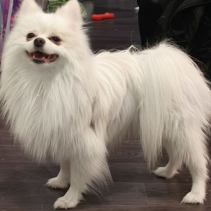 Немецкий шпиц, взрослый пёс