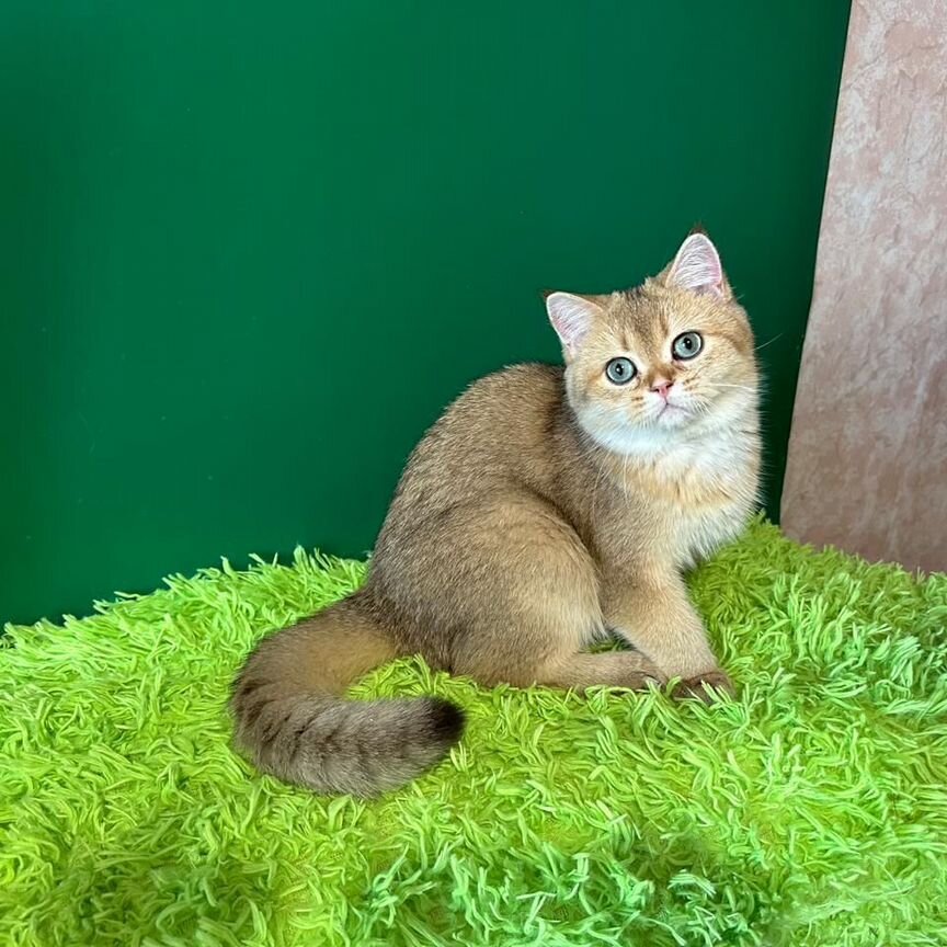 Британские котята