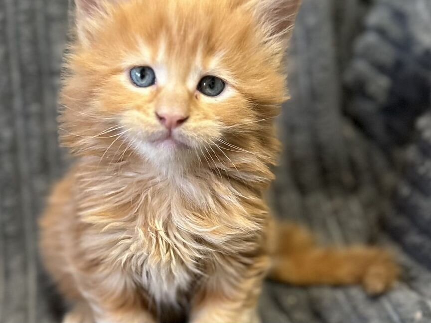 Продам рыжего пушистика Мейн-Кун