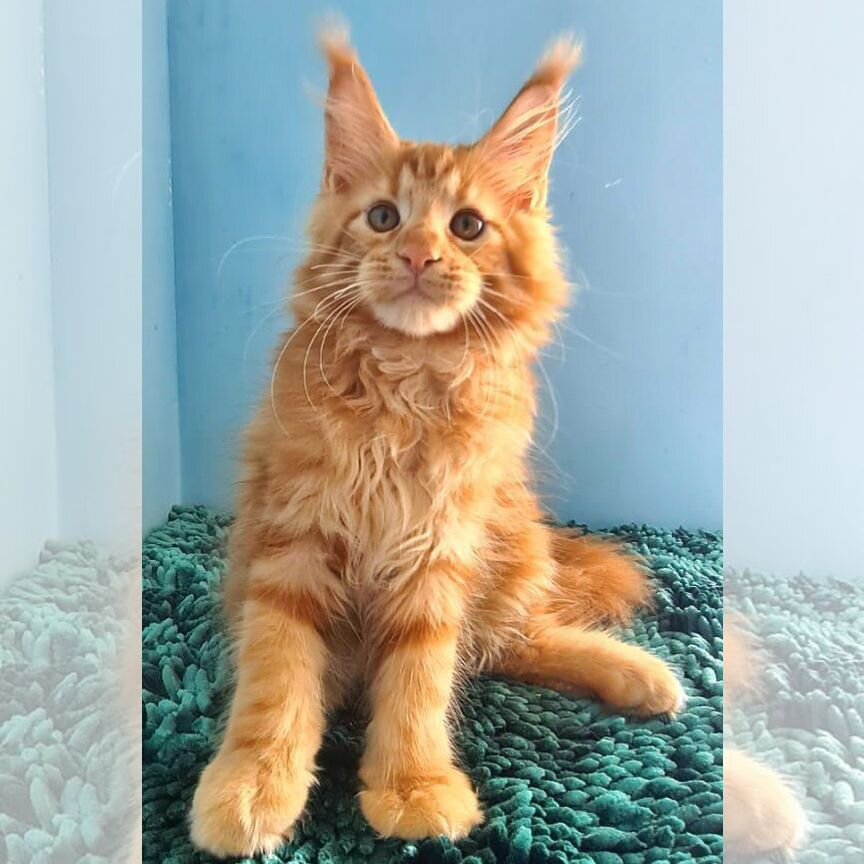 Мейн - кун котёночек