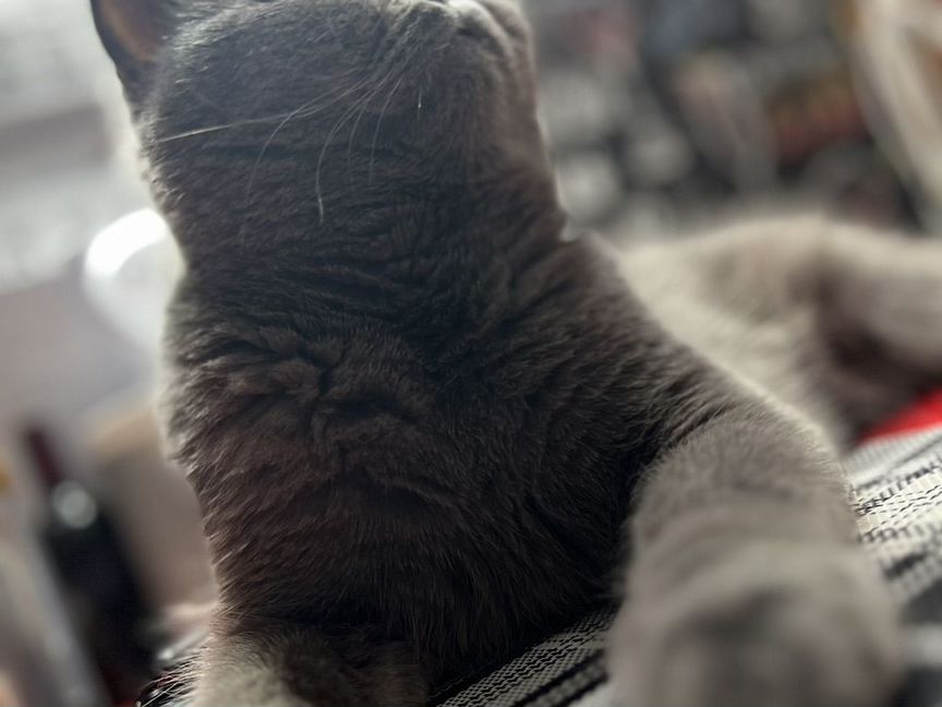 Кот в дар экзот