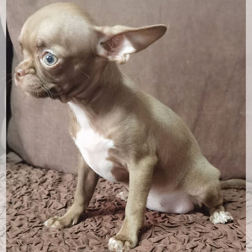 Чихуахуа, щенок