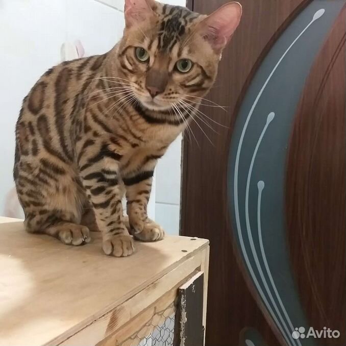 Бенгальская кошка бесплатно