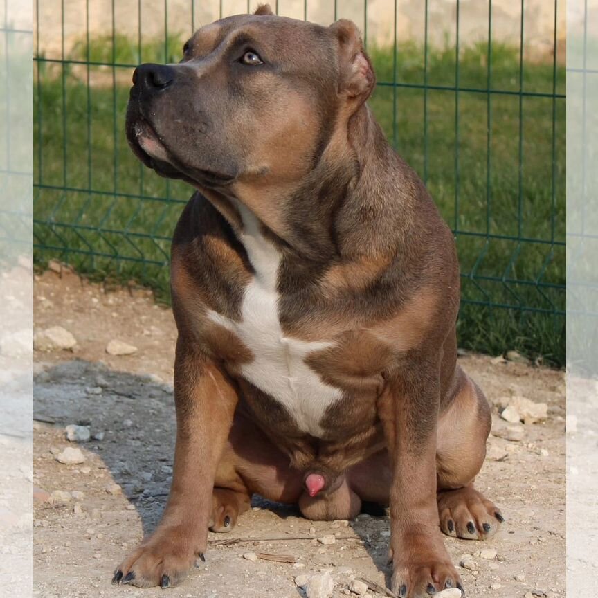 Пристраивается кобель