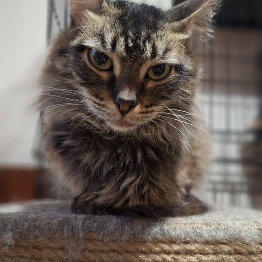 Невезучий кот