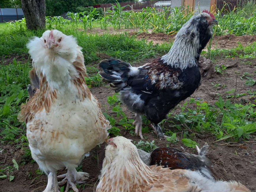 Петухи Фавероль