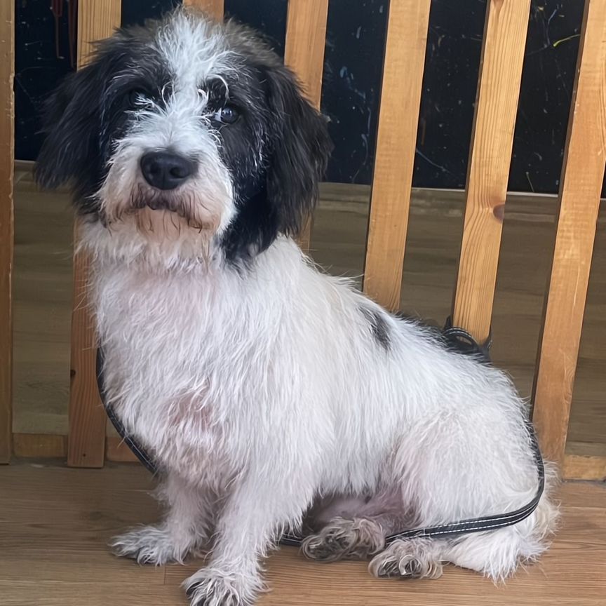 Взрослый пёс в добрые руки