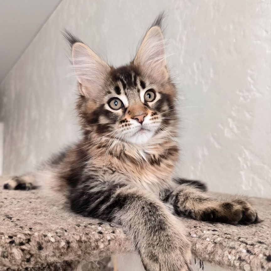 Мальчик мэйн-кун