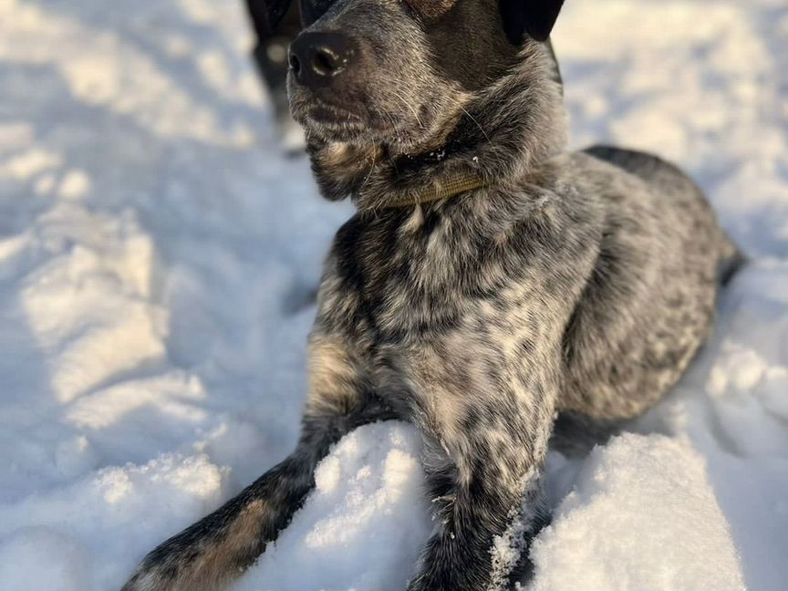 Невероятной красоты мальчик Спотти