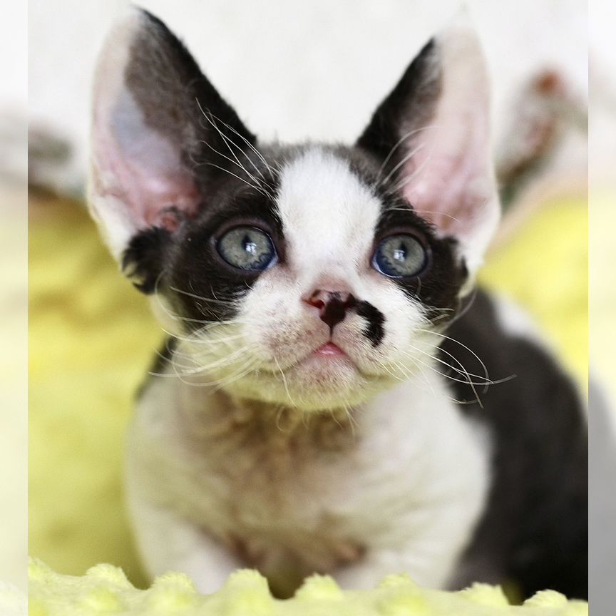 Девон-рекс котёнок