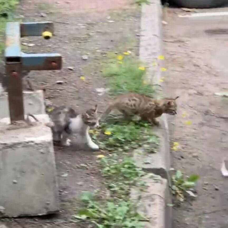 Отдам котенка в добрые руки