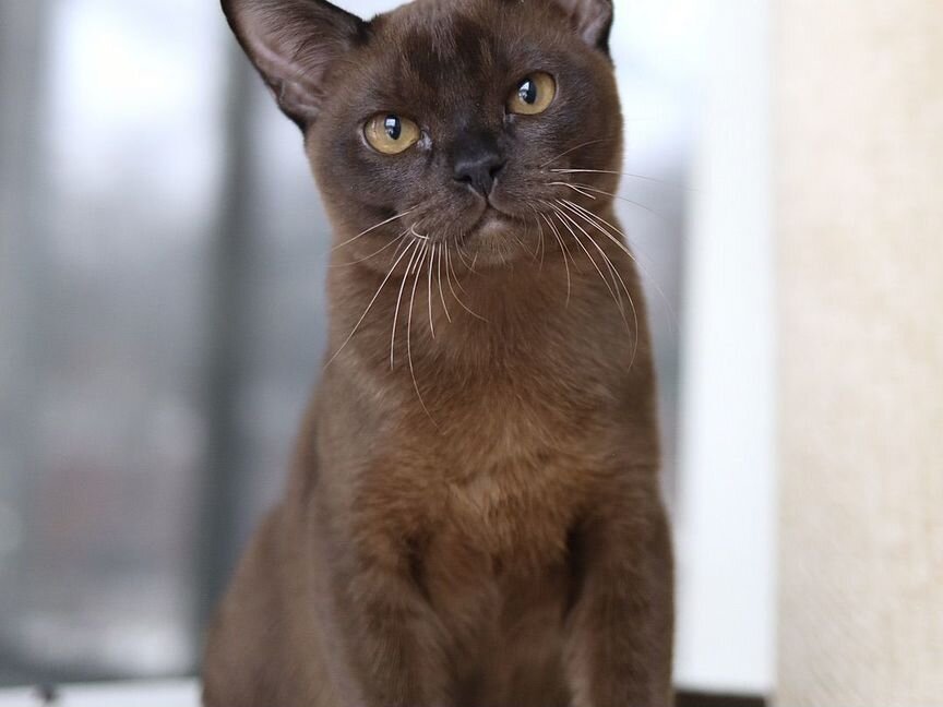 Соболиные мальчики